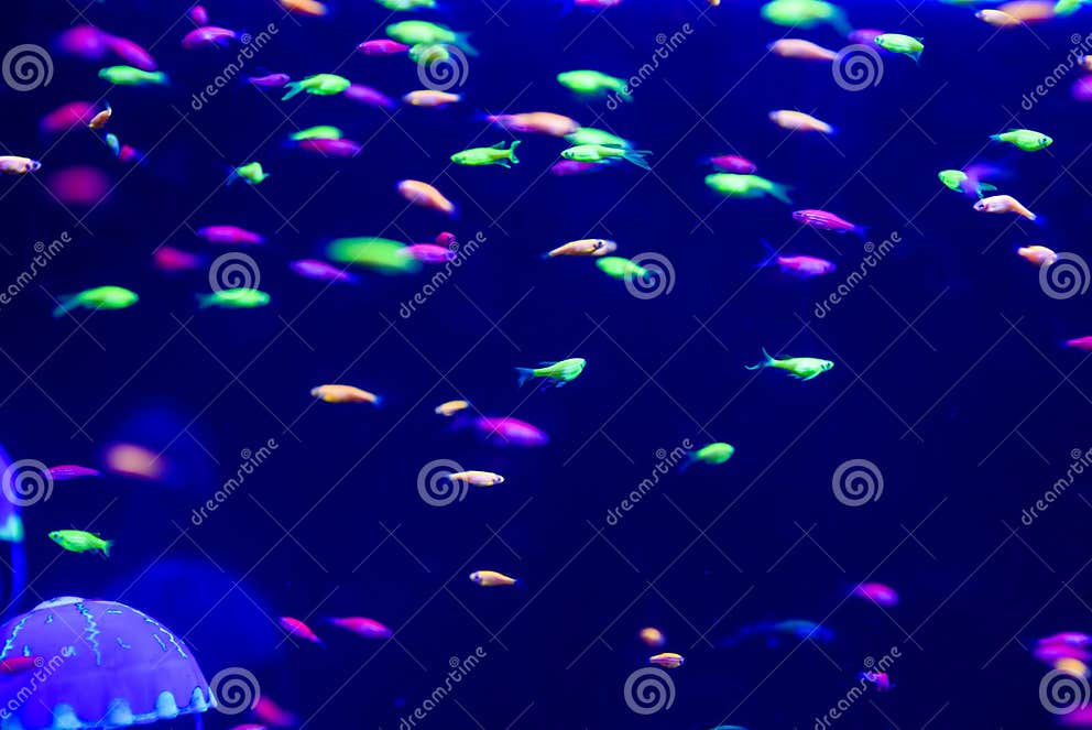 Neon fish stock image. Image of fish, light, aquatic - 156058331