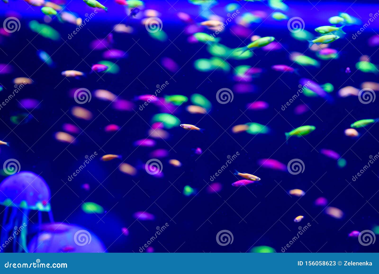 Neon fish stock image. Image of aquatic, bright, clean - 156058623