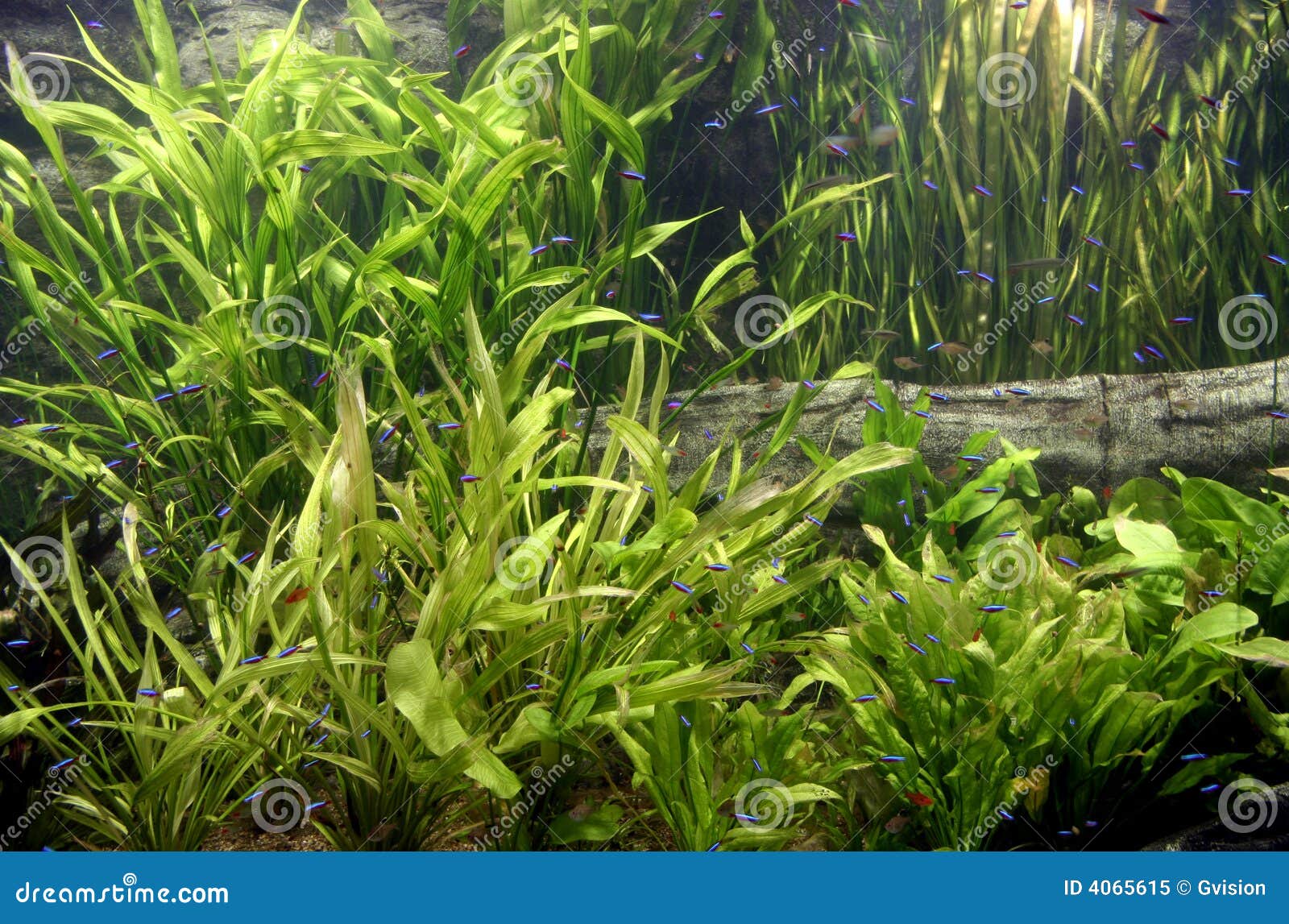 Neon Fish stock image. Image of ecosystem, biology, seaweed - 4065615