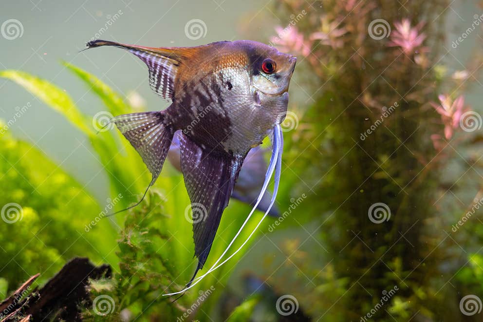 Neon Angelfish in the Aquarium Stock Image - Image of animal, fish ...