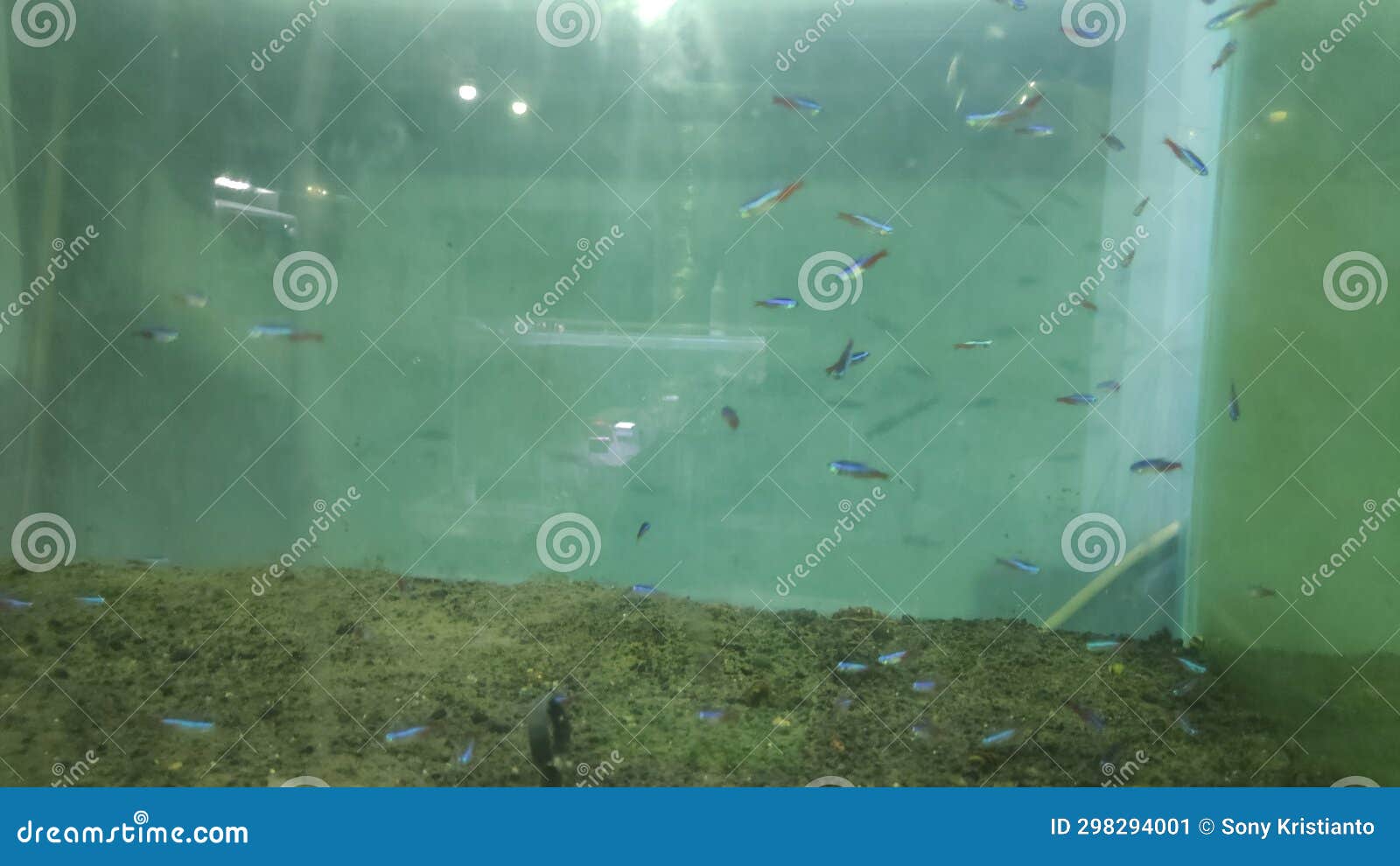 Neon fish stock image. Image of underwater, aquarium - 298294001
