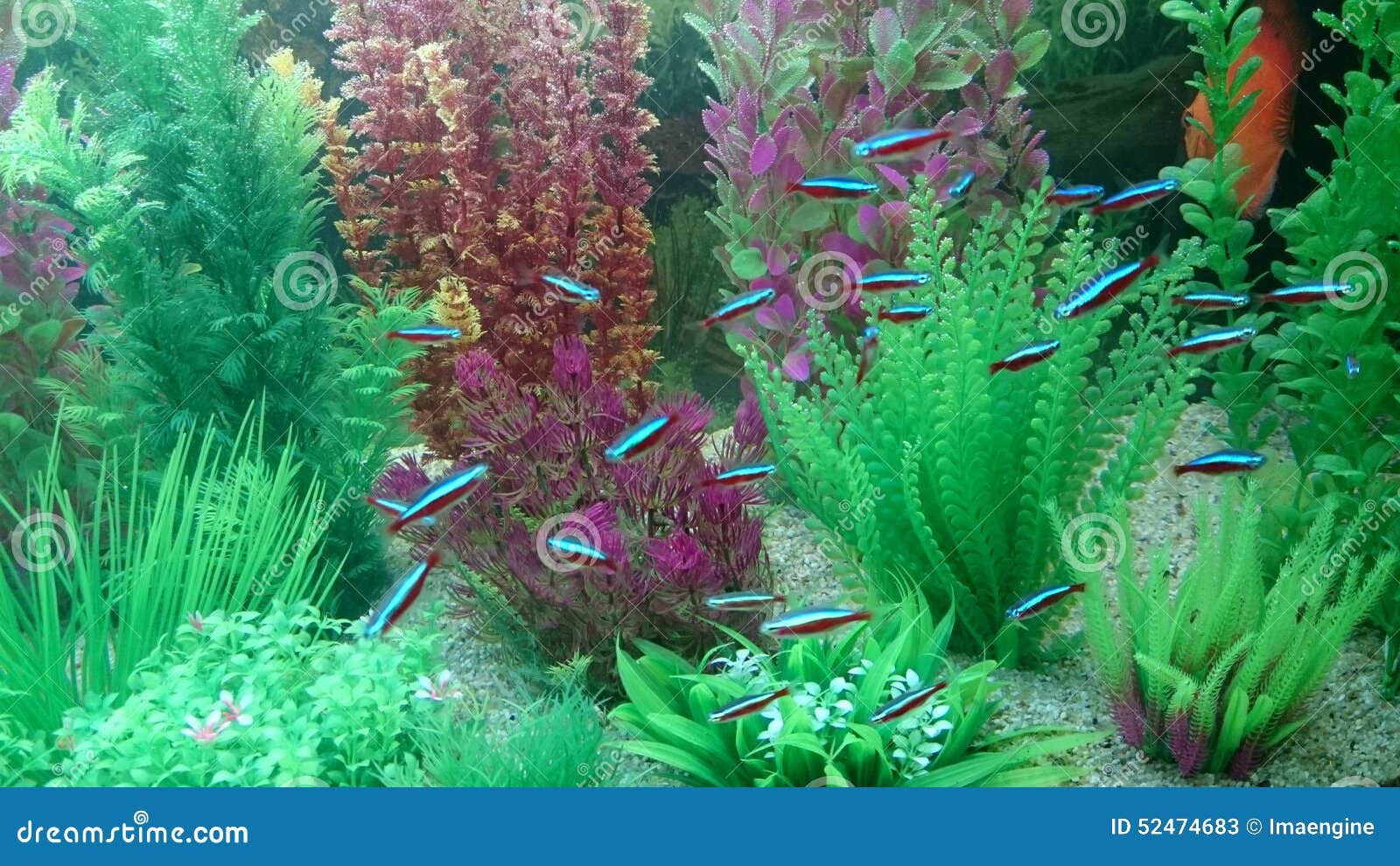 Neon fish stock image. Image of wild, species, wildlife - 52474683