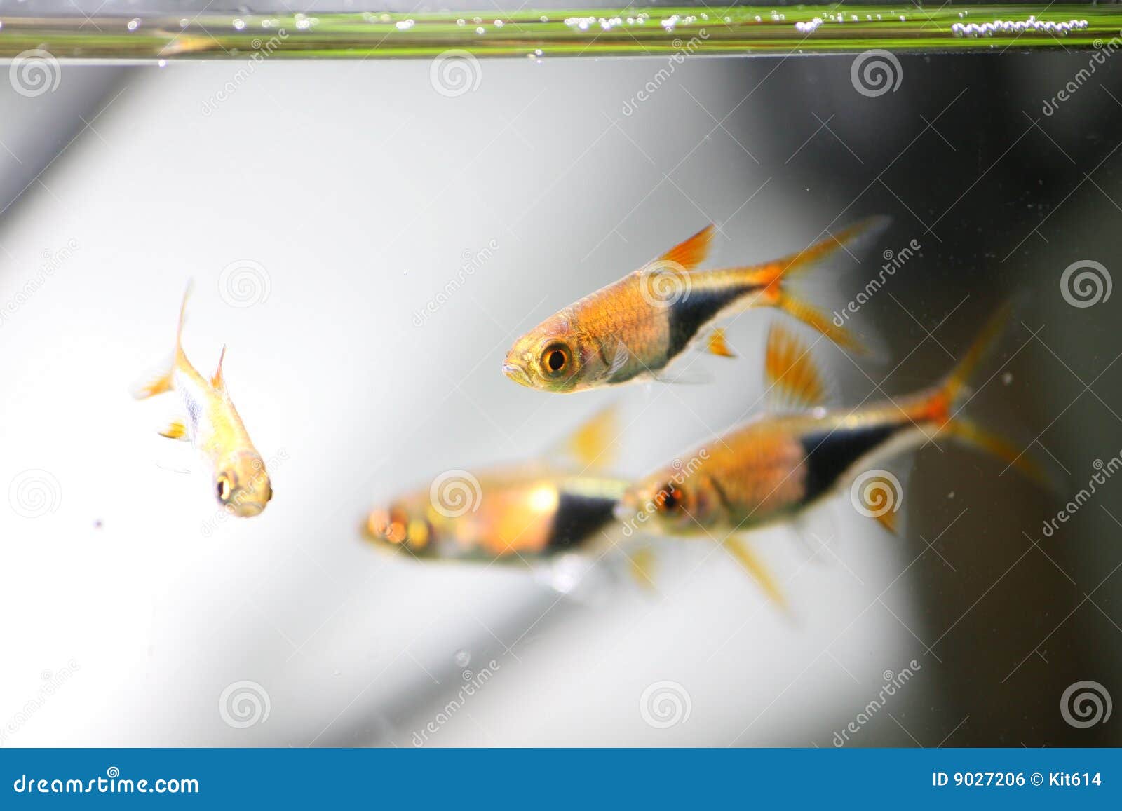 Neon Fish Aquarium Royalty-Free Stock Photo | CartoonDealer.com #49371177
