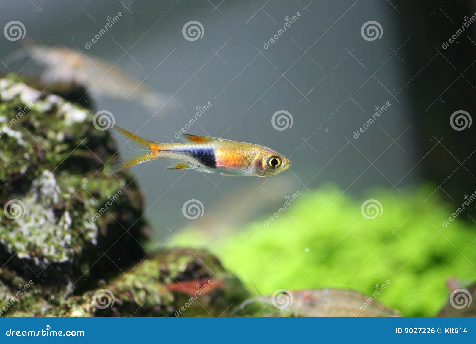 Neon Fish Aquarium Royalty-Free Stock Photo | CartoonDealer.com #49371177