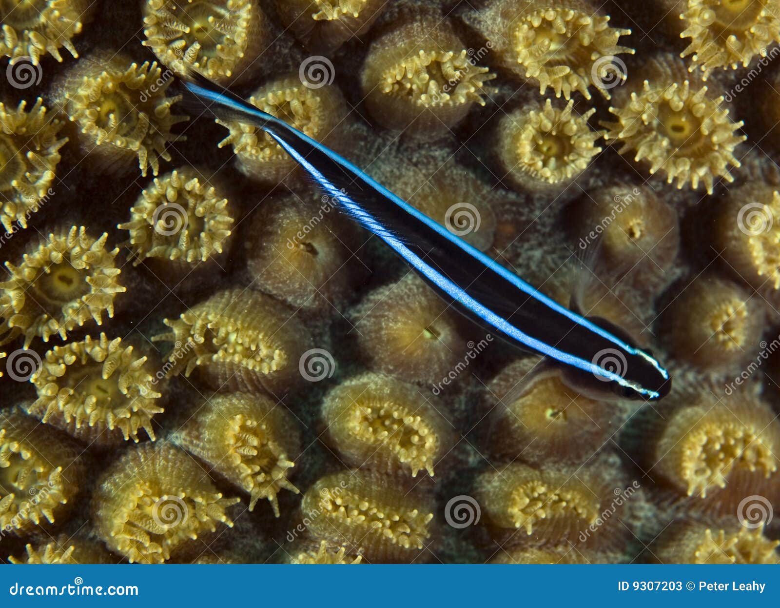 Neon Goby-Gobiasoma Oceanops Stock Image - Image of neon, zoology: 9307203