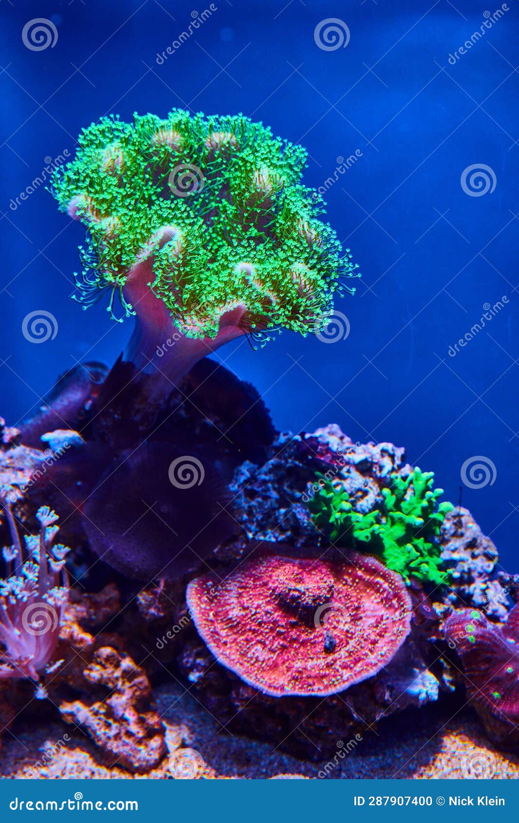 Neon Green Coral Polyps on Sandy Bottom with Dark Blue Background Stock ...