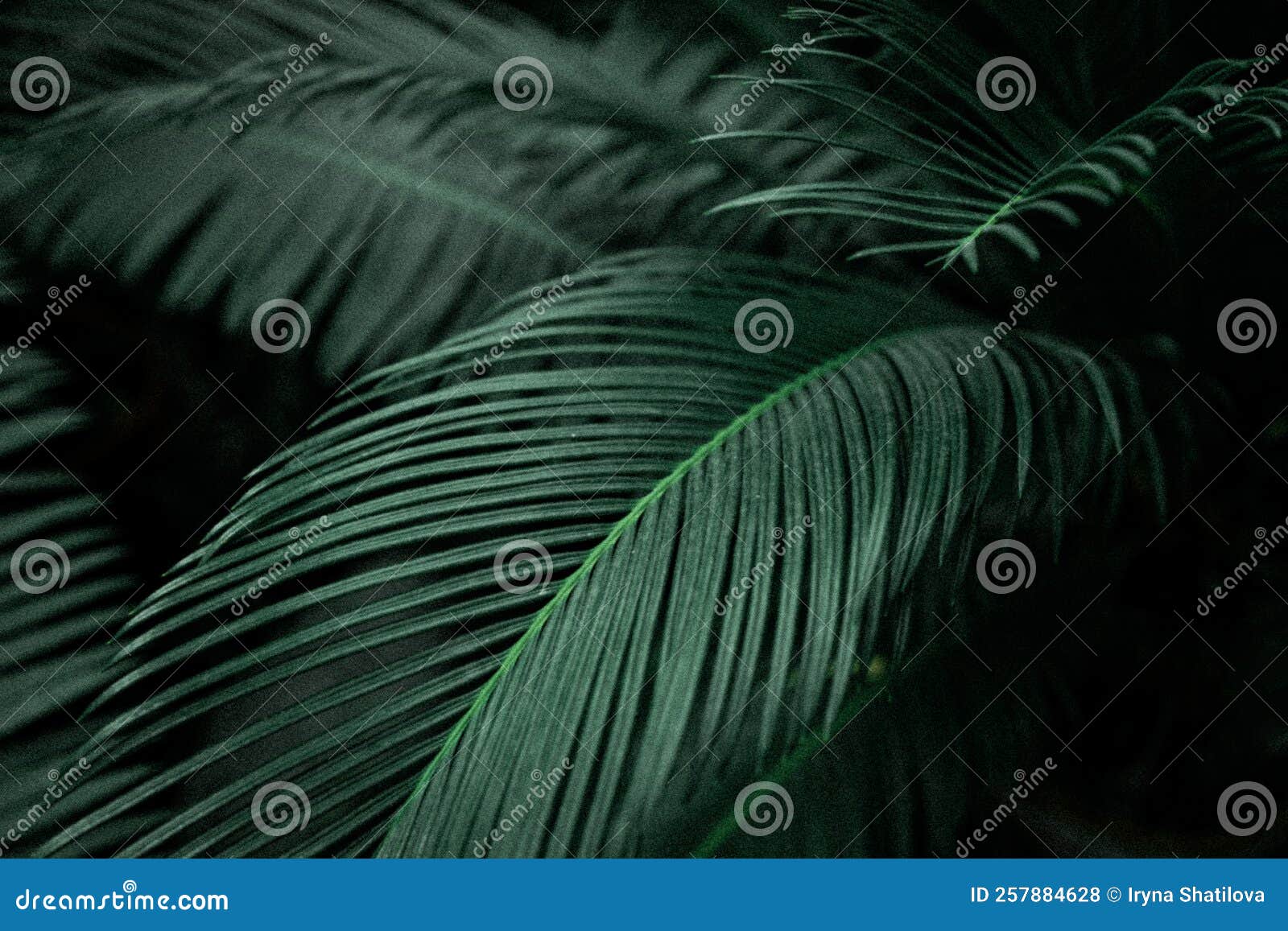 Neon Green Palm Tree Leaves on Dark Blue and Pink Background. Creative ... Neon Green Palm Tree Leaves on Dark Blue and Pink Background. Creative ...