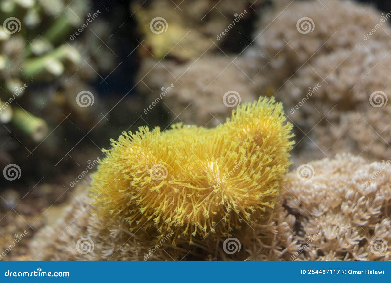 Neon Green Toadstool Leather is an Soft Coral Stock Image - Image of ...