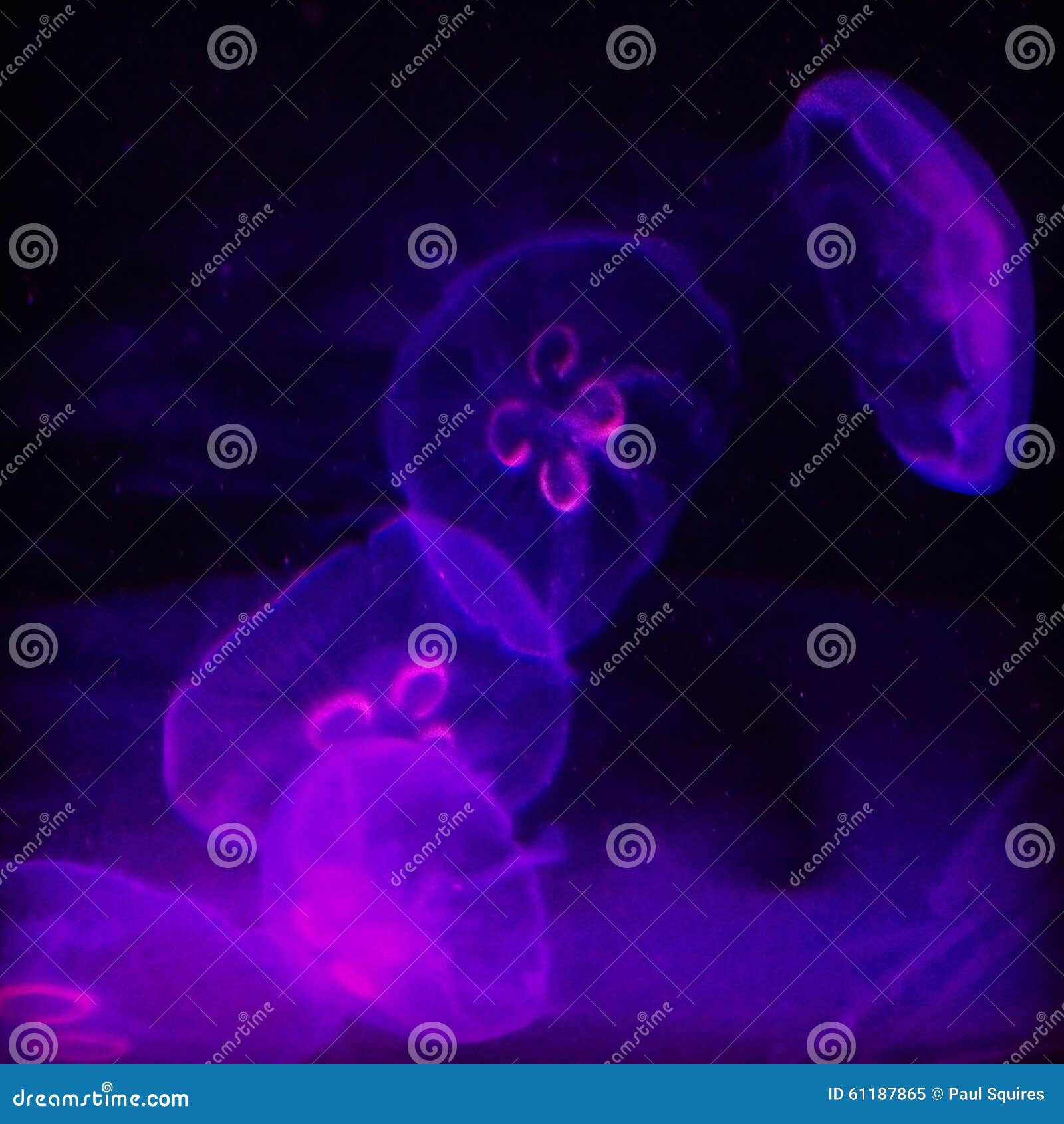 Neon Jellyfish stock image. Image of purple, water, neon - 61187865