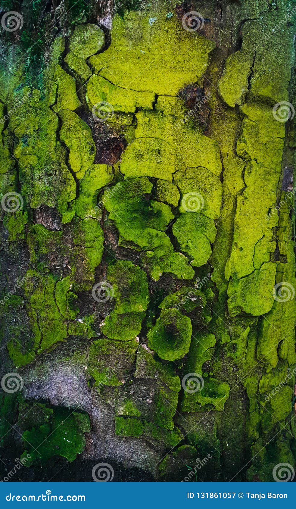 Bark green stock image. Image of neon, green, bark, light - 131861057