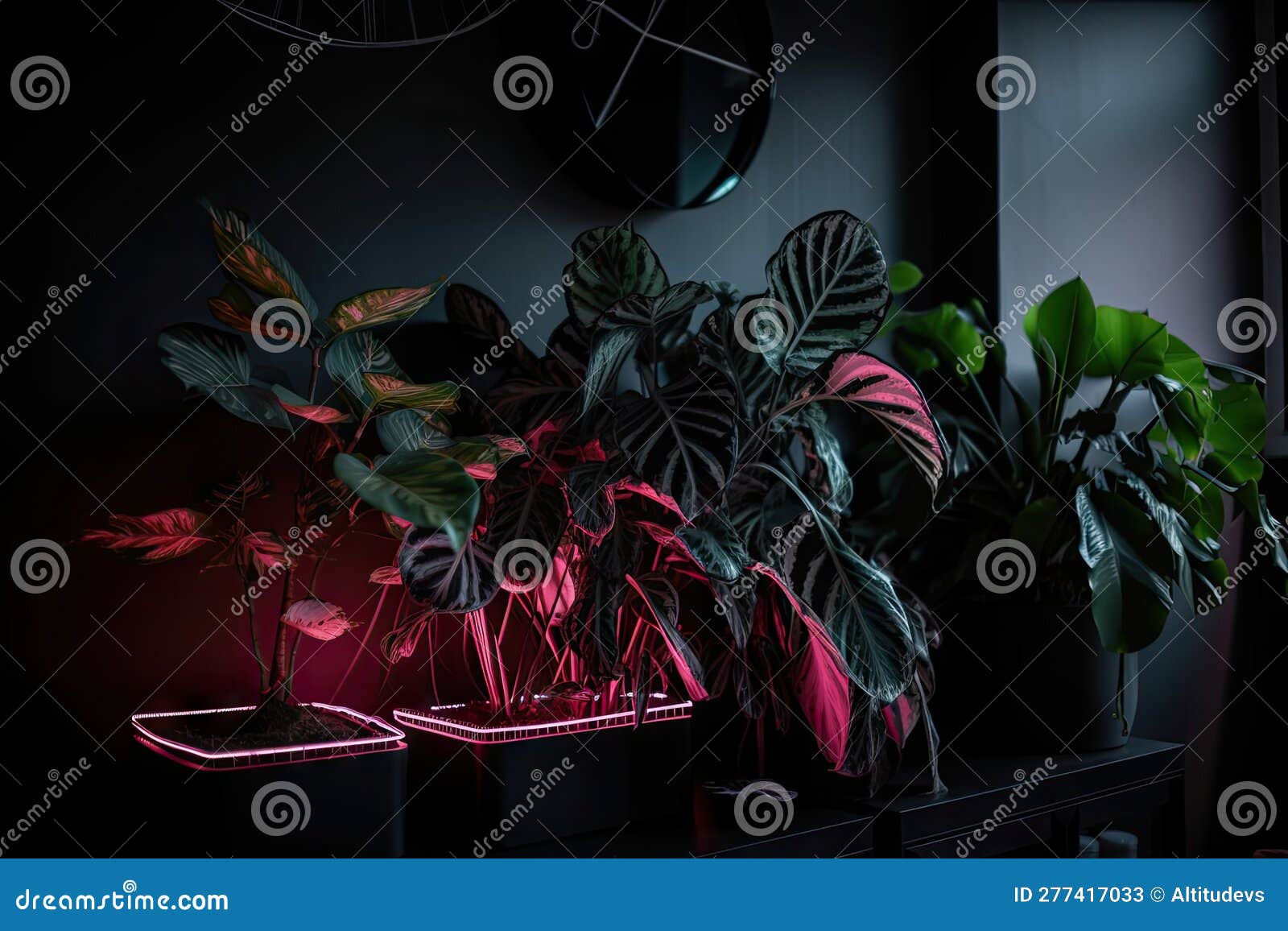 Neon Plant Growing in Black and White Room Stock Image - Image of room ...