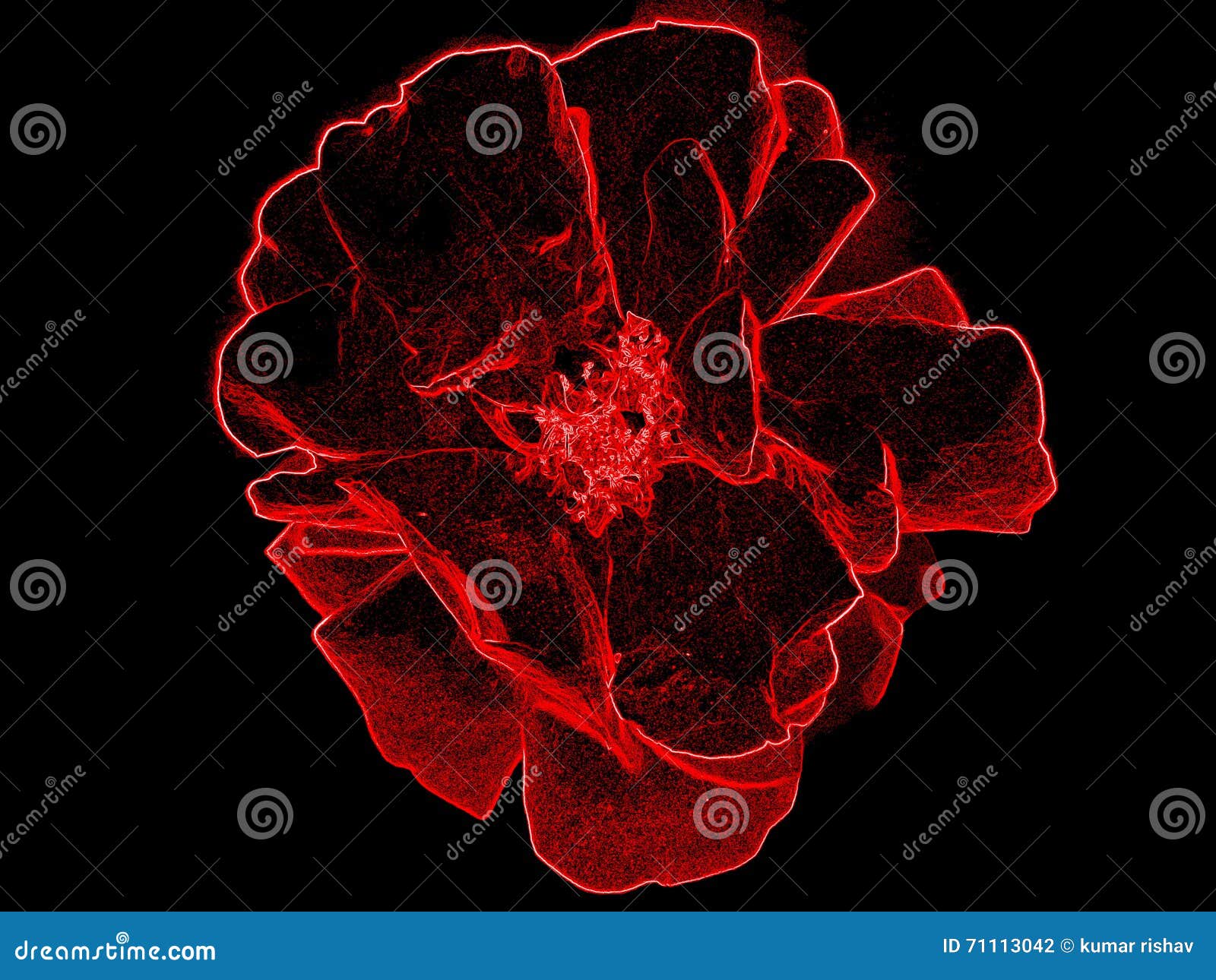 Neon rose stock photo. Image of monocolour, neon, effect - 71113042