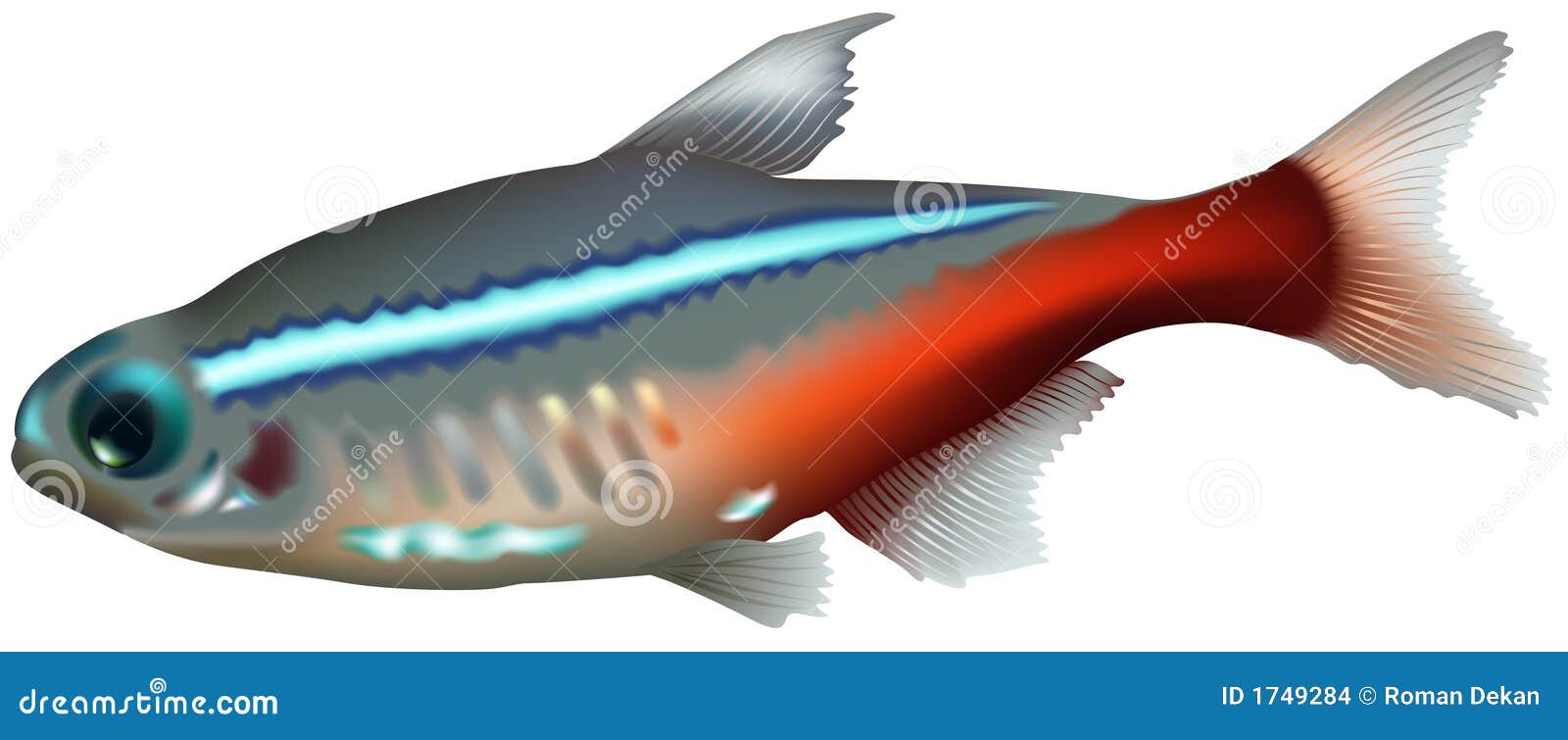 Neon Tetra Illustration, Drawing, Engraving, Ink, Line Art ...