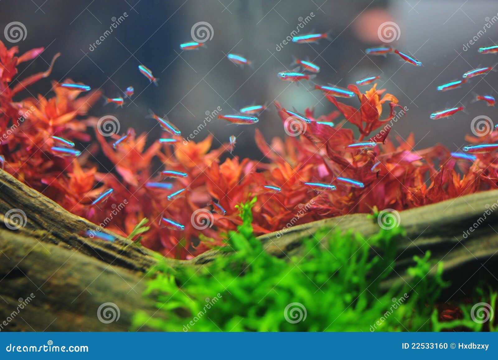 Neon Tetra Fish Eggs