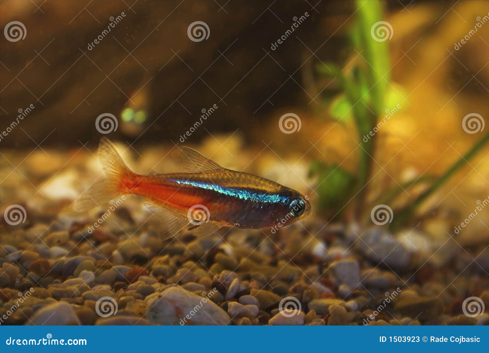 Neon Tetra Fish Died Due To Poor Water Quality I.e. Ammonia Poisoning ...