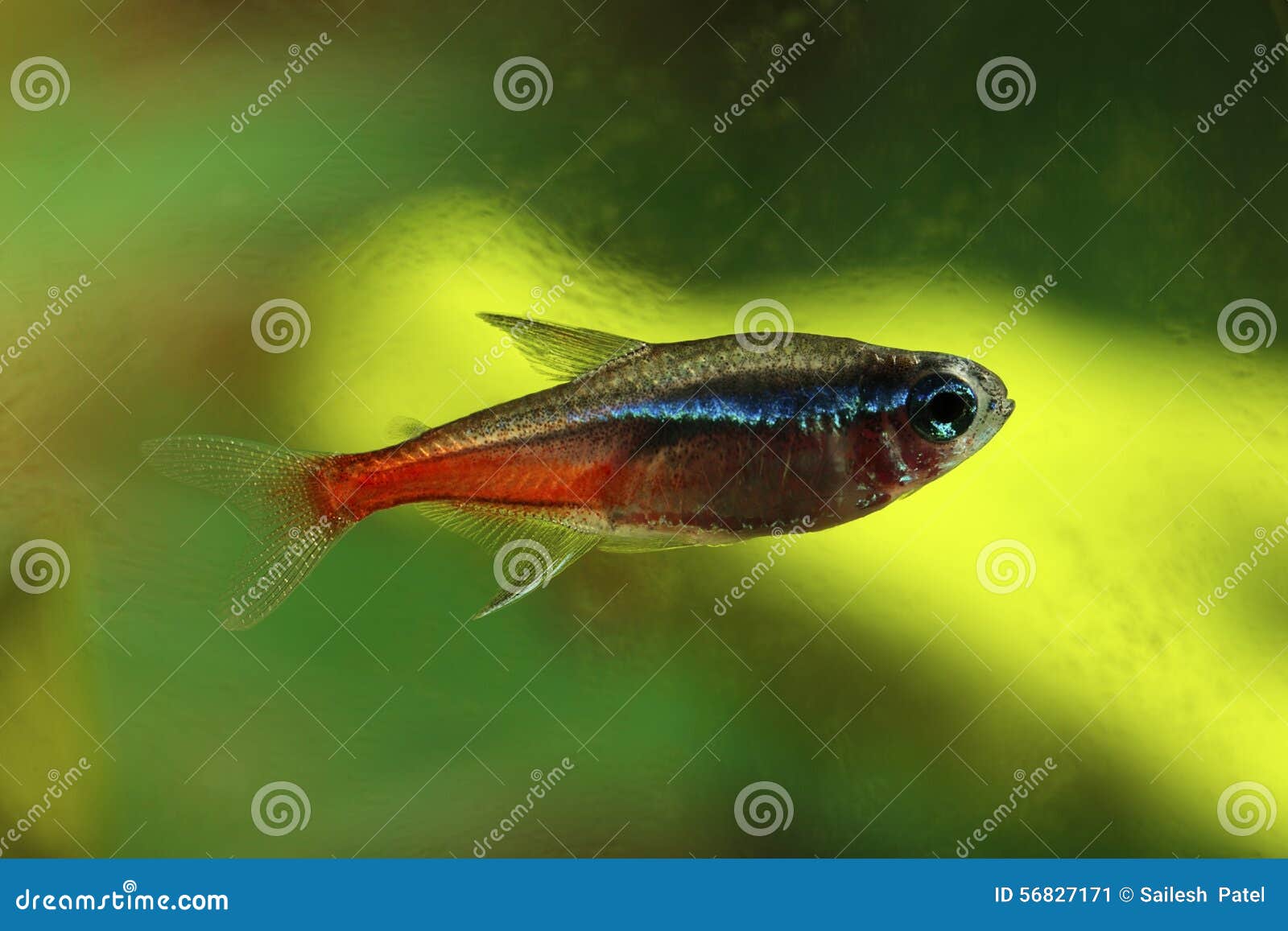 Neon Tetra stock image. Image of tetras, stripes, actinopterygii - 56827171