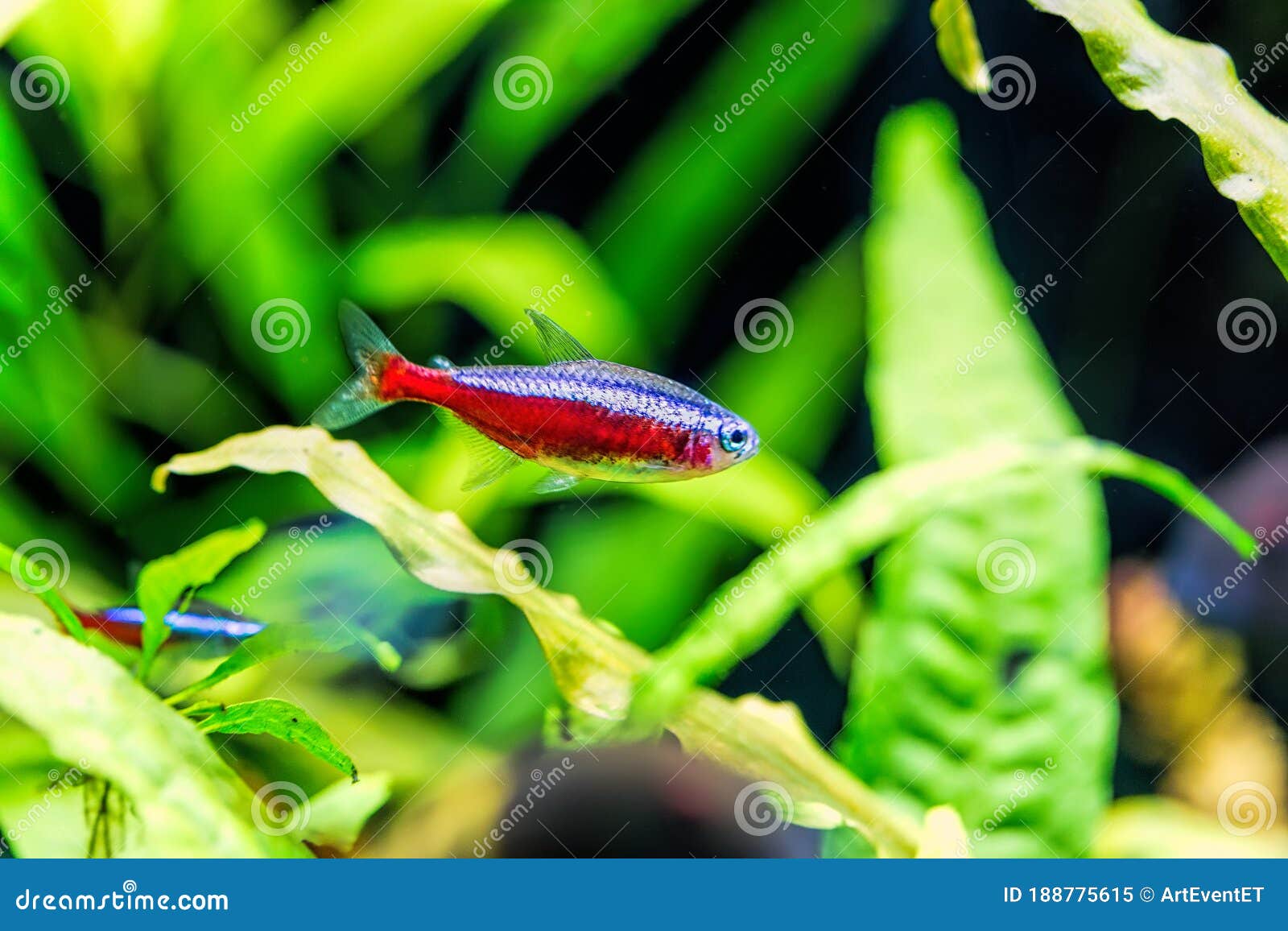Neon tetra fish stock image. Image of colorful, color - 188775615