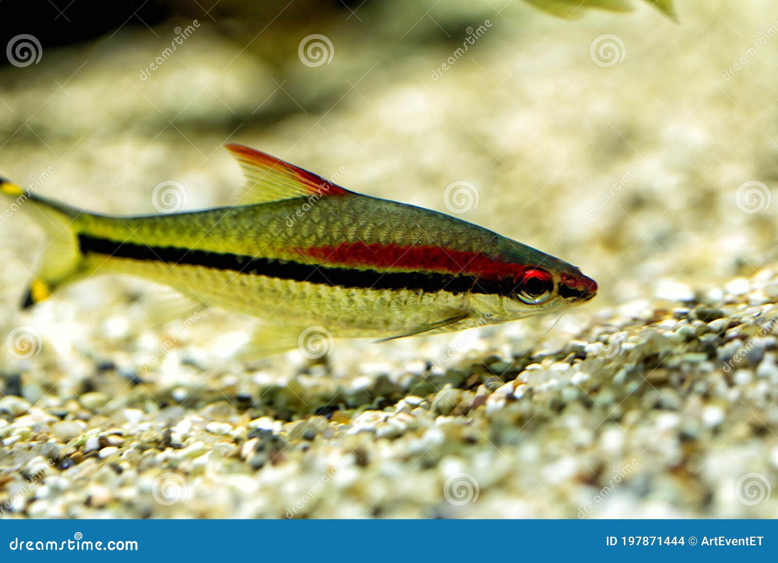 Yellow Neon Tetra Fish