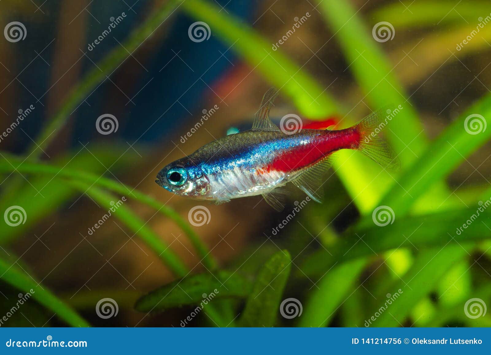 Neon Tetra Fish in Aquarium Stock Photo - Image of fish, neon: 141214756