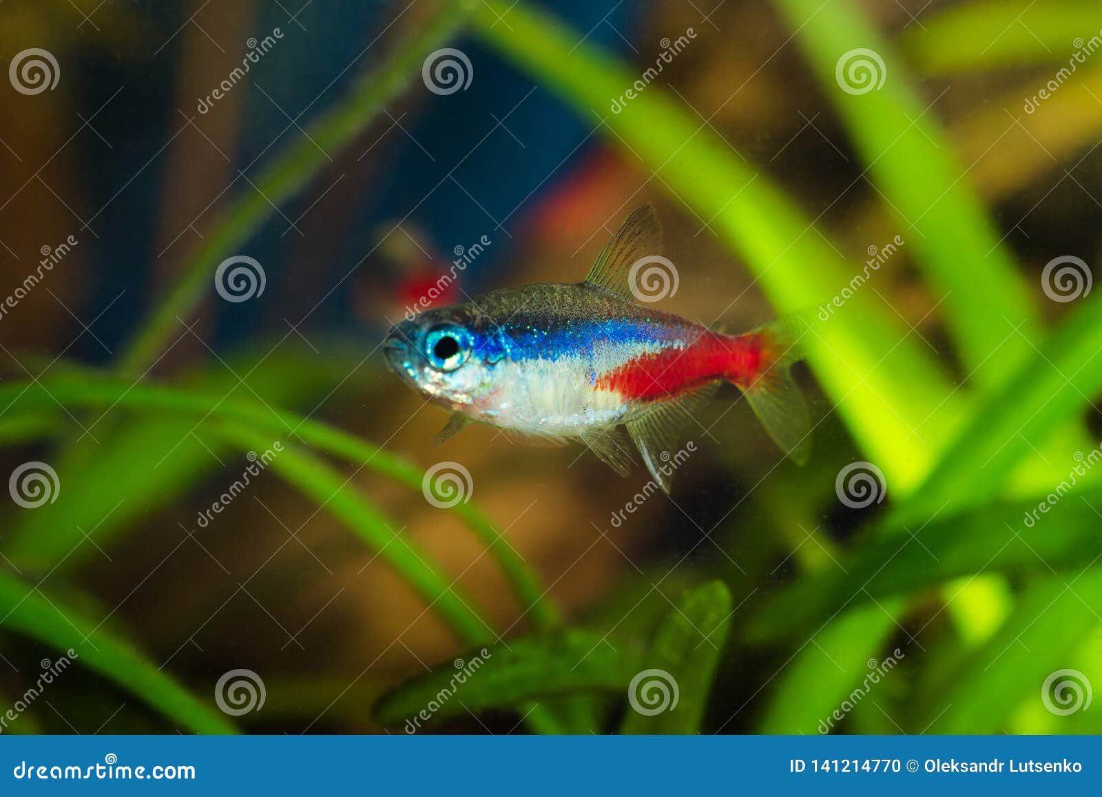 Neon Tetra Fish in Aquarium Stock Photo - Image of blue, chinese: 141214770
