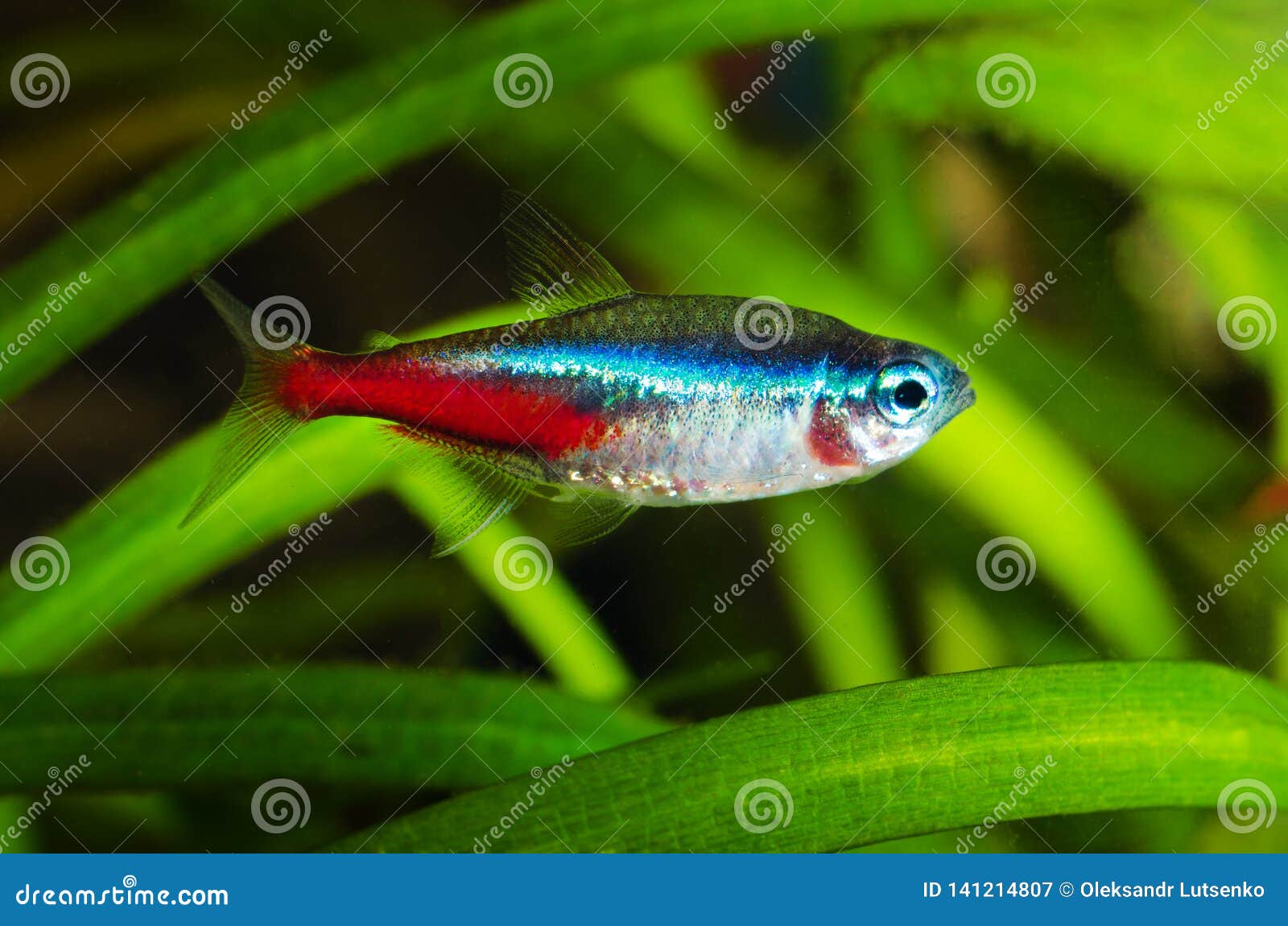 Neon Tetra Fish in Aquarium Stock Image - Image of asian, life: 141214807