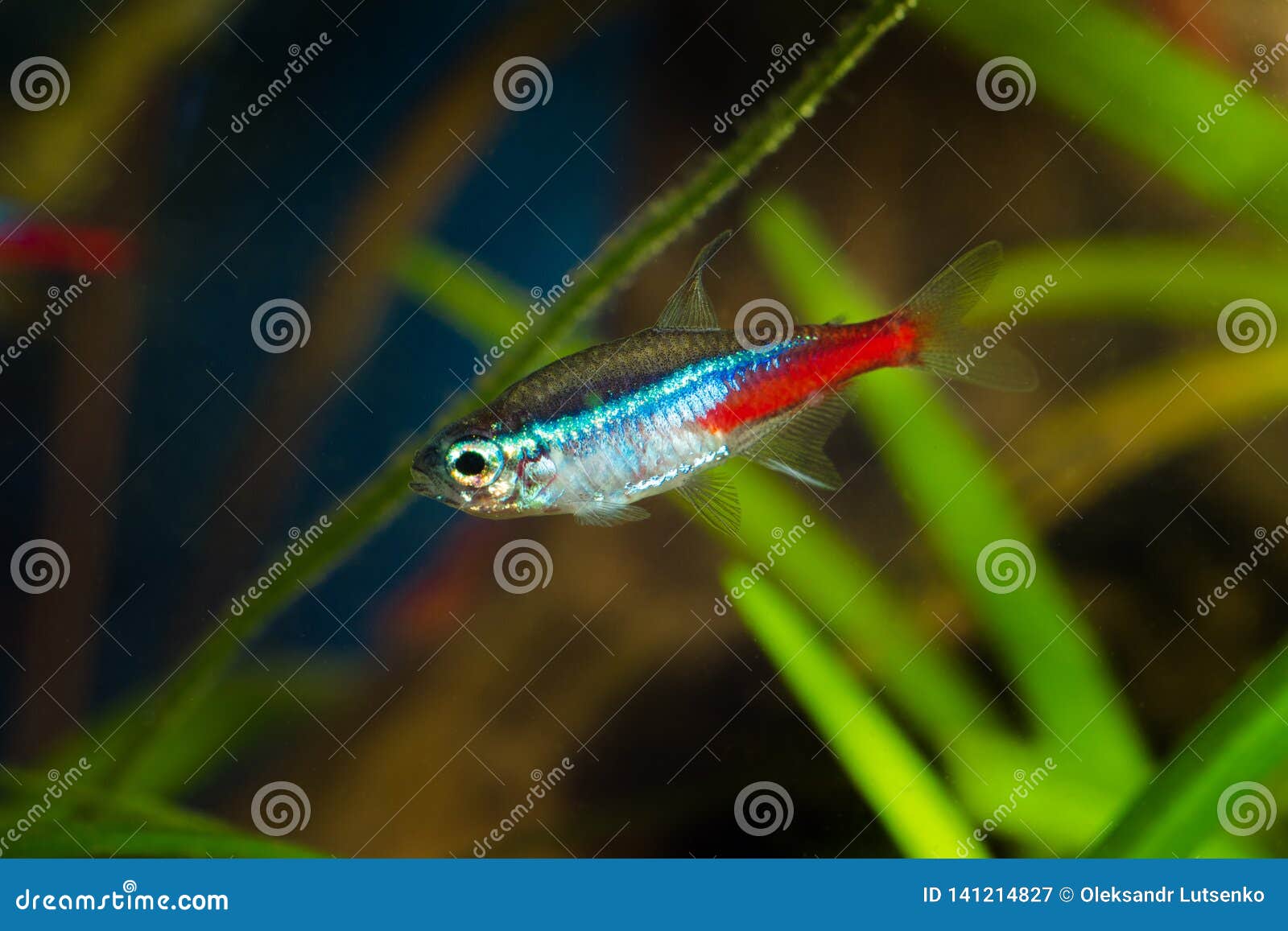 Neon Tetra Fish in Aquarium Stock Image - Image of freshwater, aquarium ...