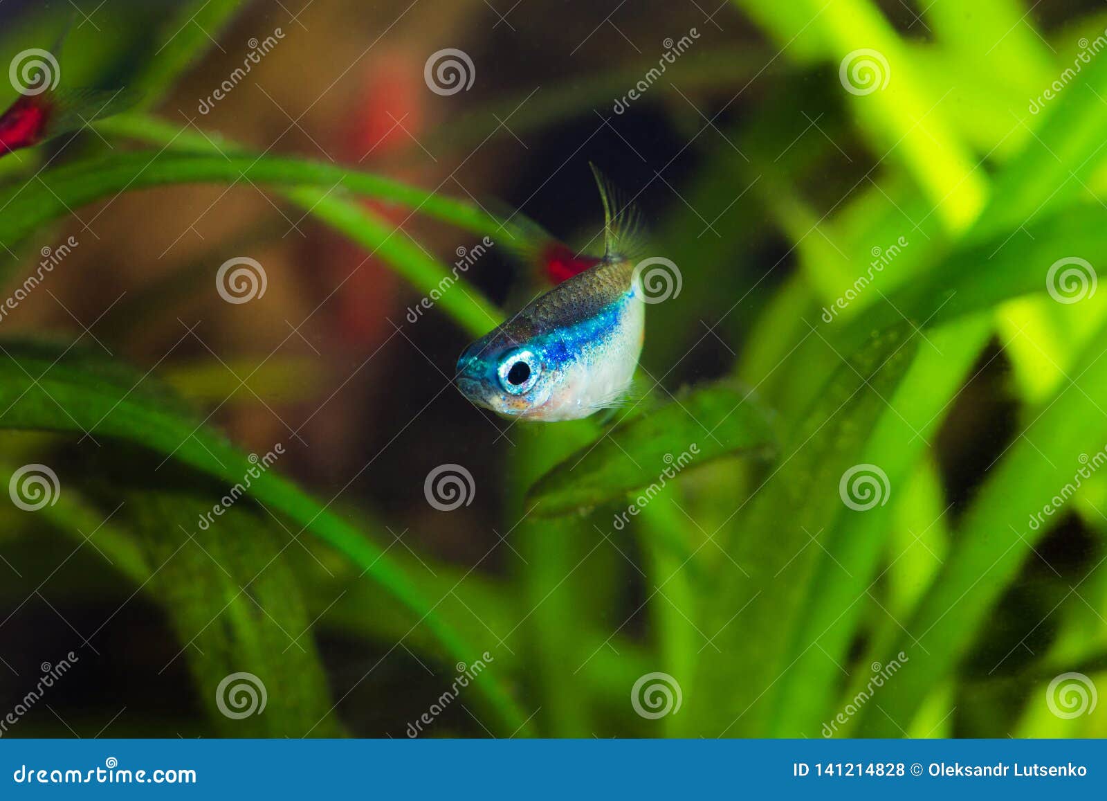Neon Tetra Fish in Aquarium Stock Photo - Image of habitat, life: 141214828