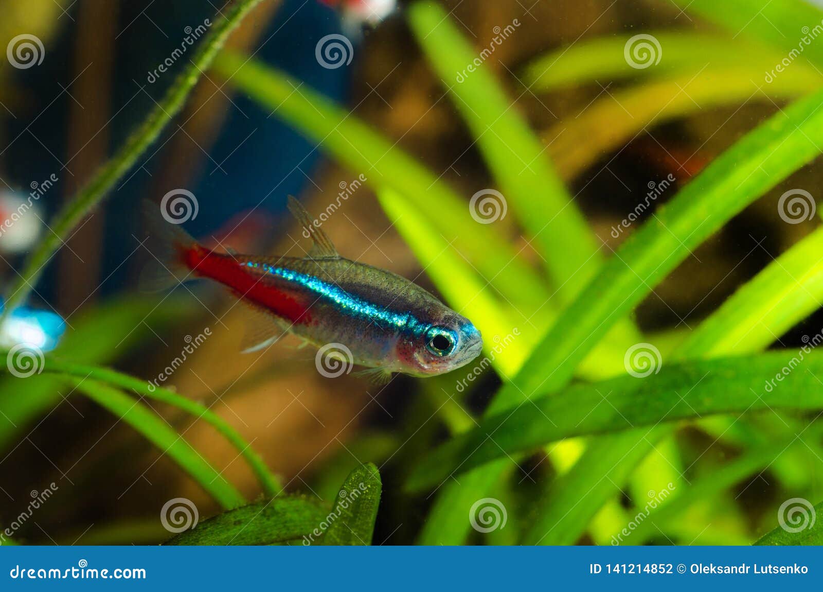 Neon Tetra Fish in Aquarium Stock Photo - Image of animal, asian: 141214852