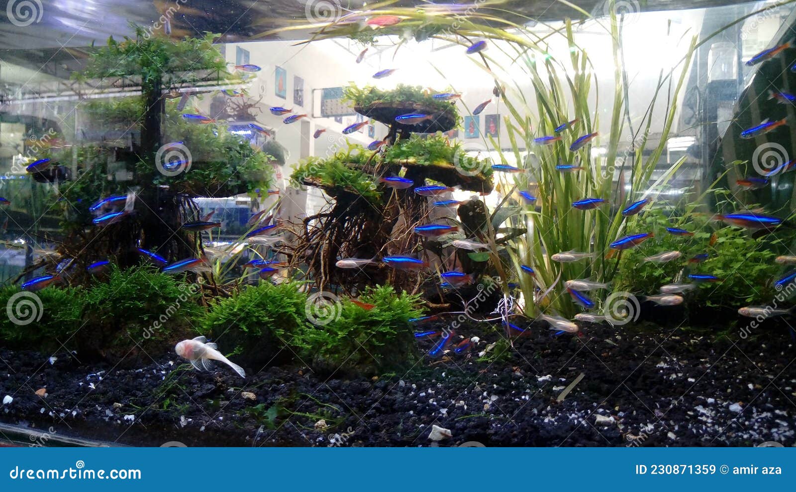 Neon Tetra Fish with Aquascape from Aquarium Stock Image - Image of ...