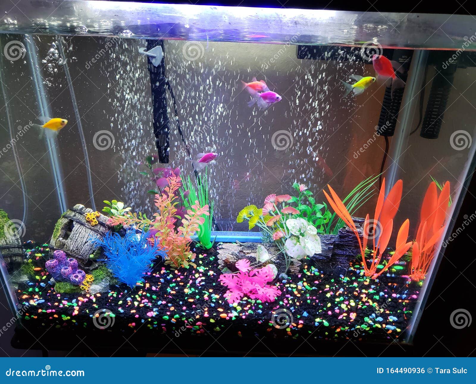 Neon Tetra Glow Fish Aquarium Stockfoto - Bild von glühen, fische ...