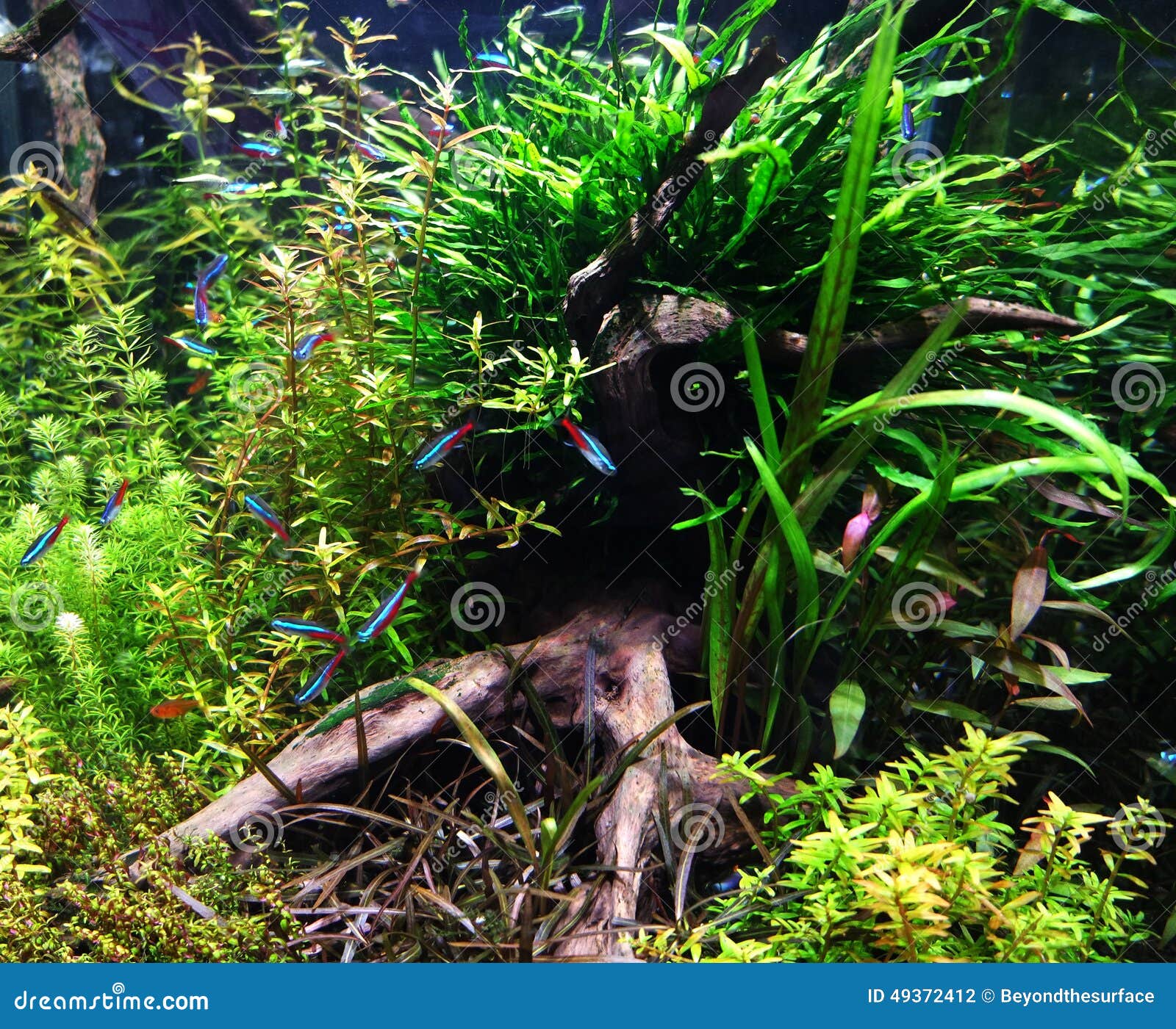 Neon Tetra Fish Died Due To Poor Water Quality I.e. Ammonia Poisoning ...