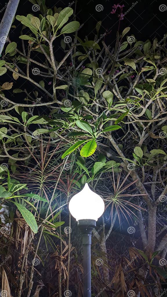 Neon three night bush led stock image. Image of three - 288019347