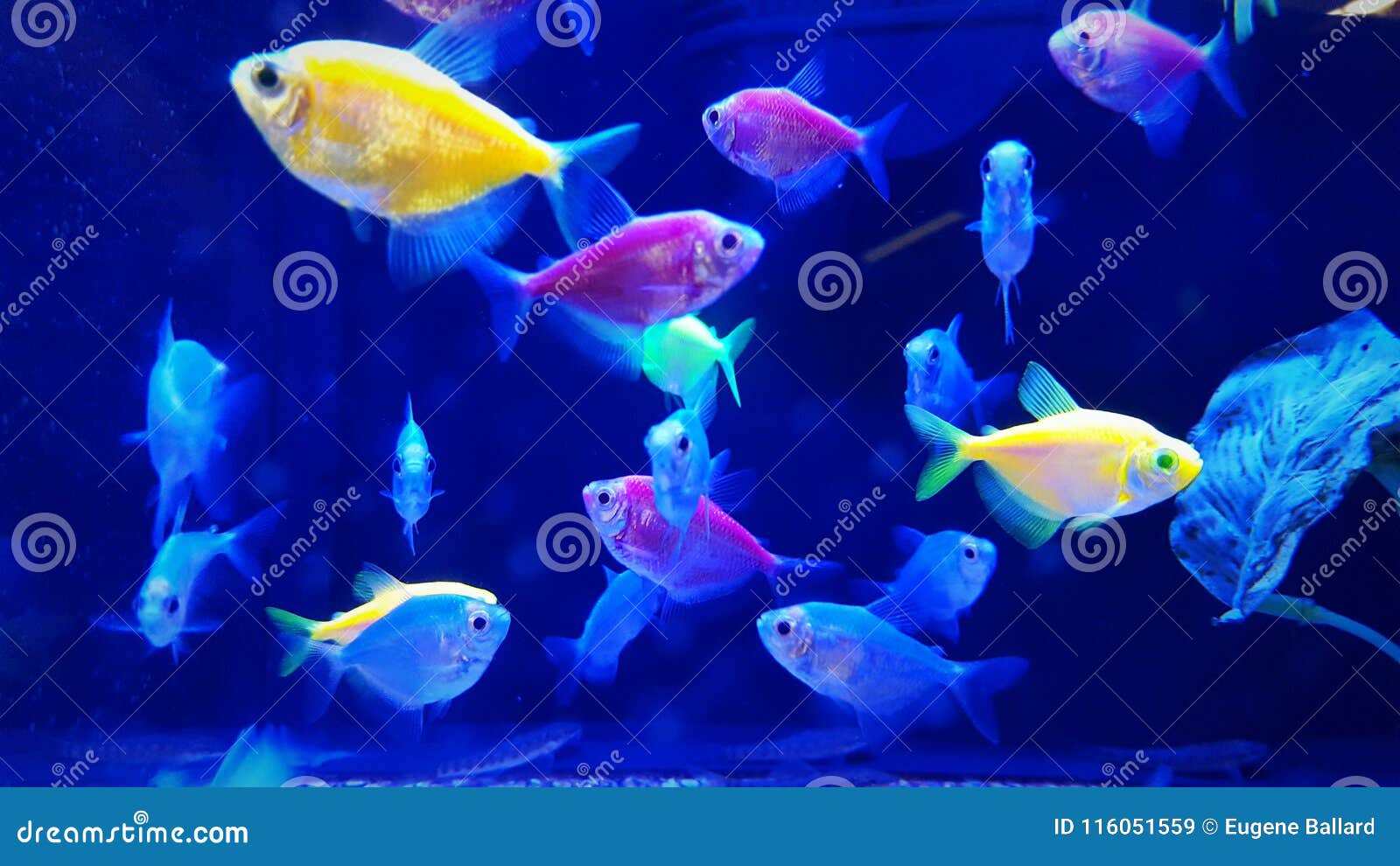 Neon Tropical Fish stock image. Image of swim, blue - 116051559