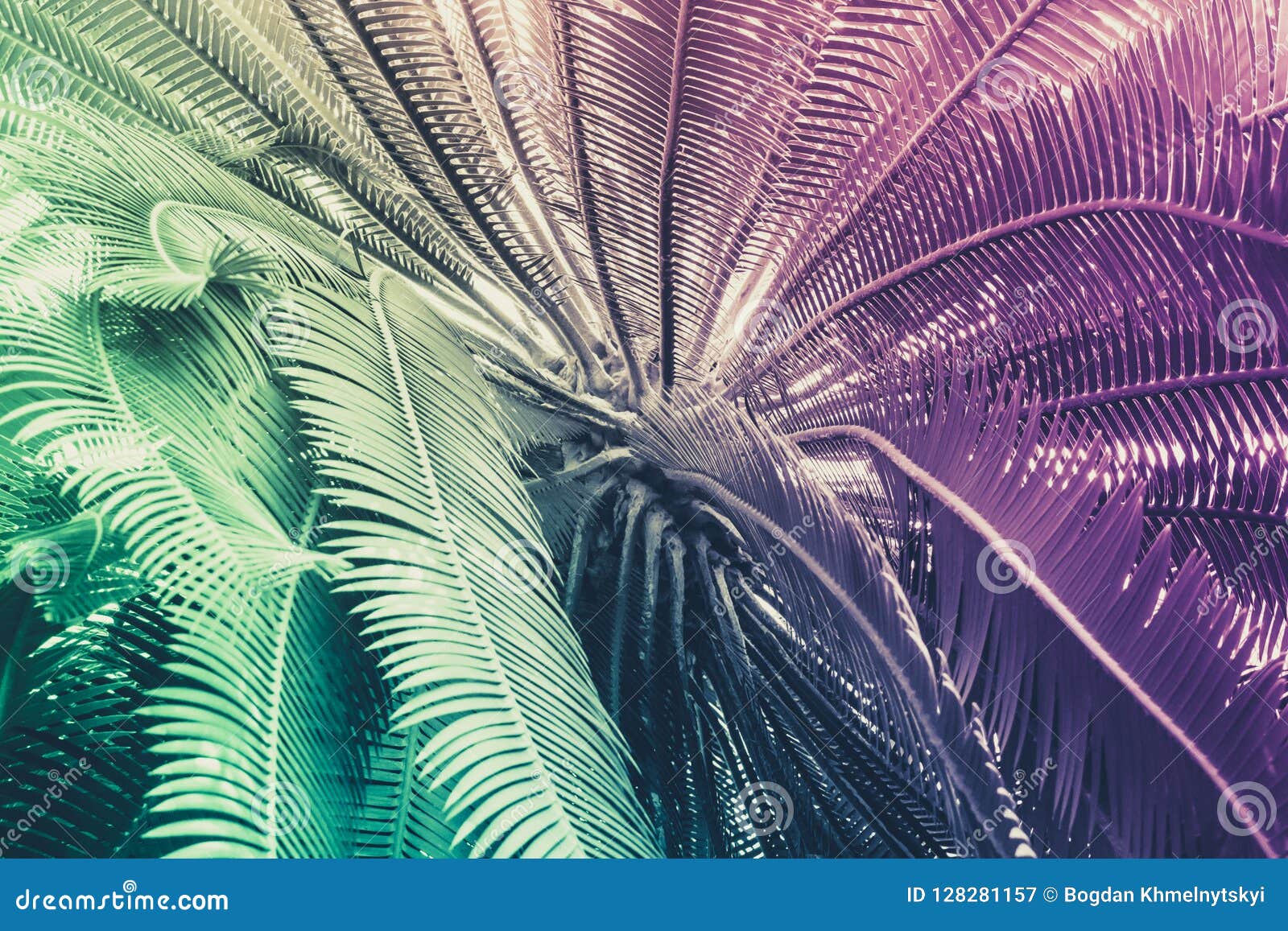 Neon Tropical Palm Leaf Inspiration Surreal Minimal Abstract Background ...