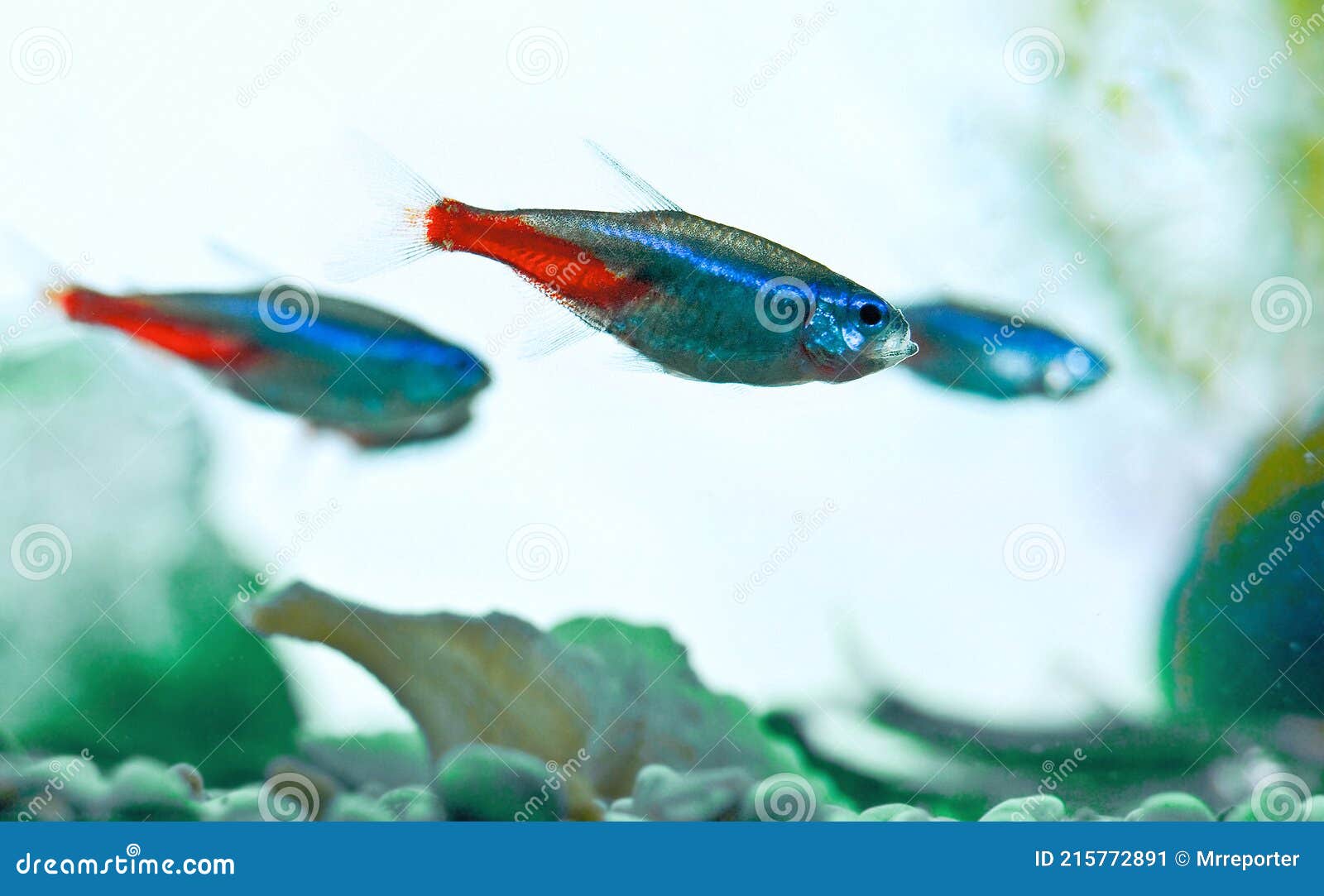 Neonfisch stockbild. Bild von schule, bunt, aquarium - 215772891