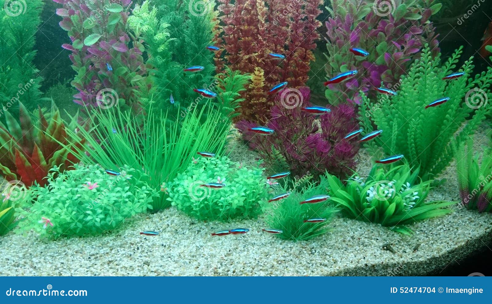 Neonfische stockfoto. Bild von amazonas, fische, wild - 52474704