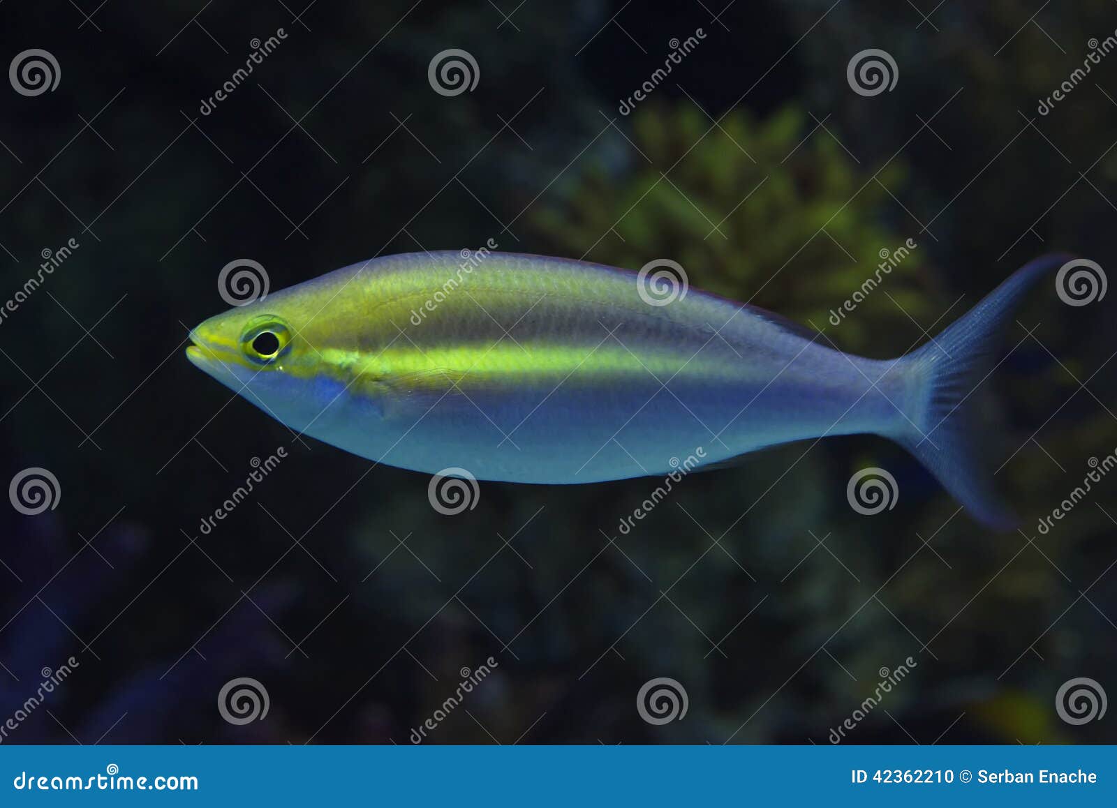 Neonfisk arkivfoto. Bild av neon, simning, brigham, naturligt - 42362210