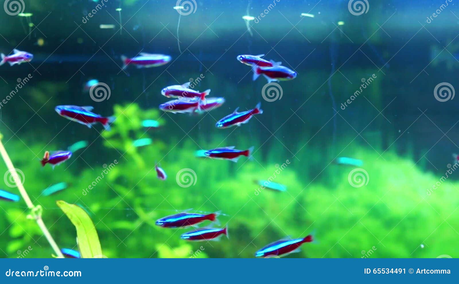 Neonfisk i akvarium stock video. Video av grön, simning - 65534491