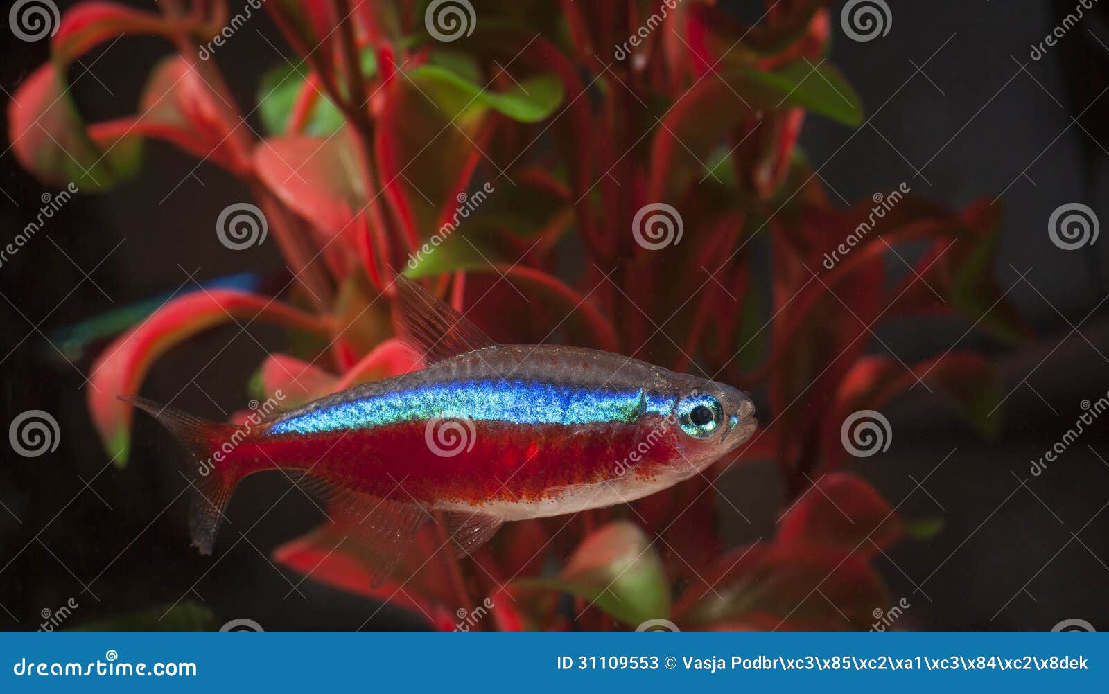 Neonowa tetra ryba obraz stock. Obraz złożonej z podwodny - 31109553
