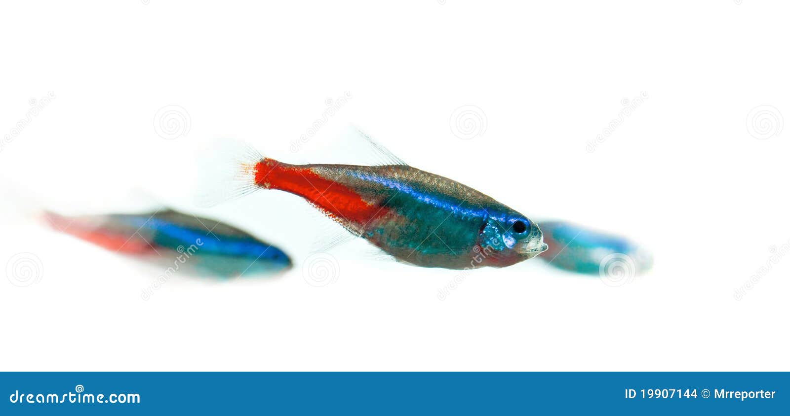 Neons stock photo. Image of decorative, animal, phosphor - 19907144