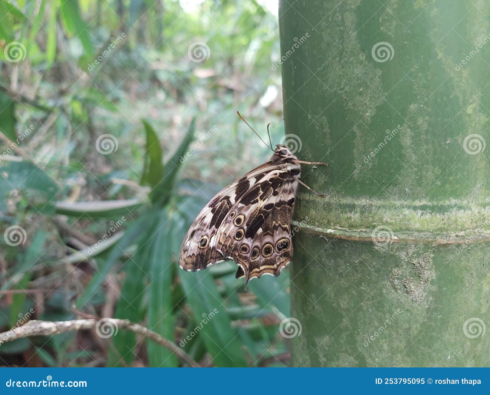 NeopeInsects- Butterfly stock image. Image of neope - 253795095