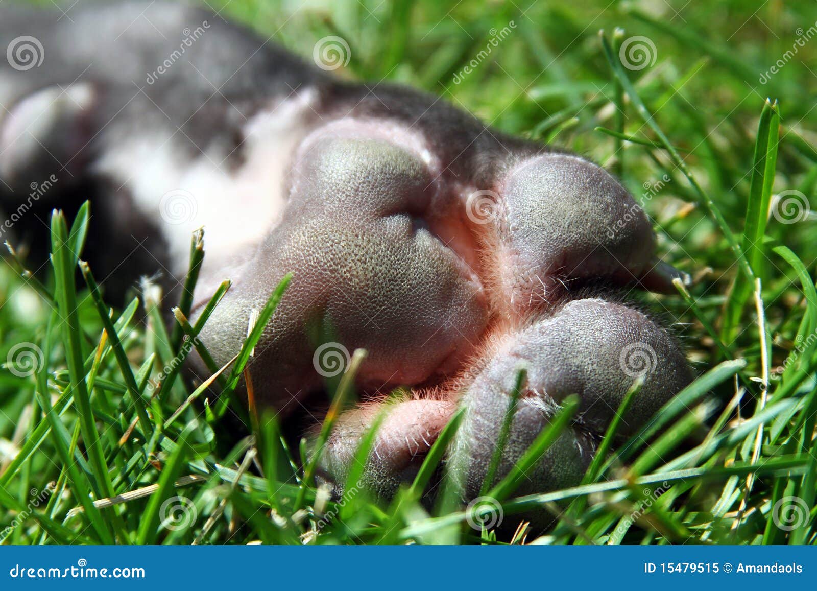 Neopolitan mastiff paw stock image. Image of mammal, neopolitan - 15479515