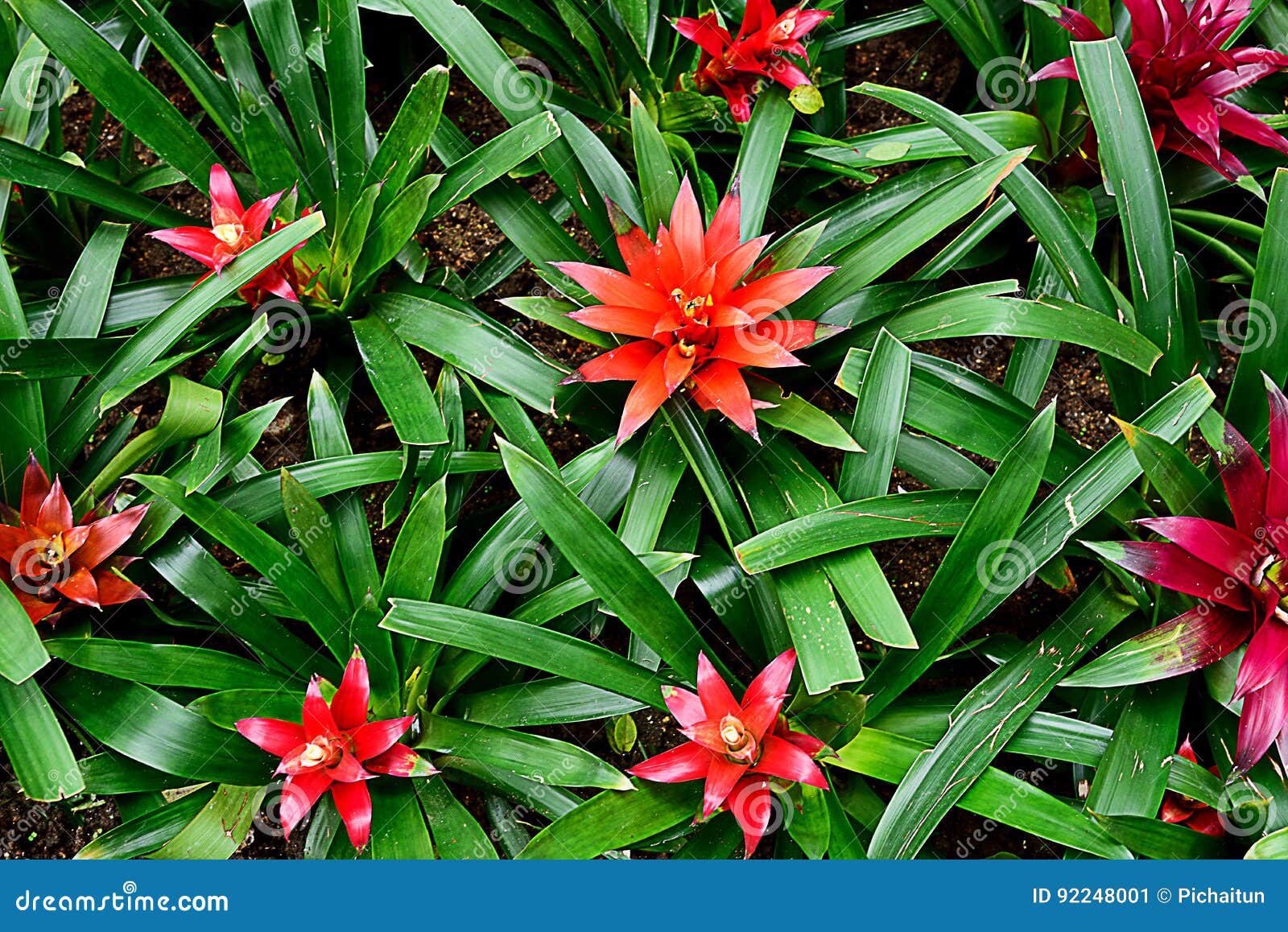 Neoregelia Bromeliads stock image. Image of bromeliads - 92248001