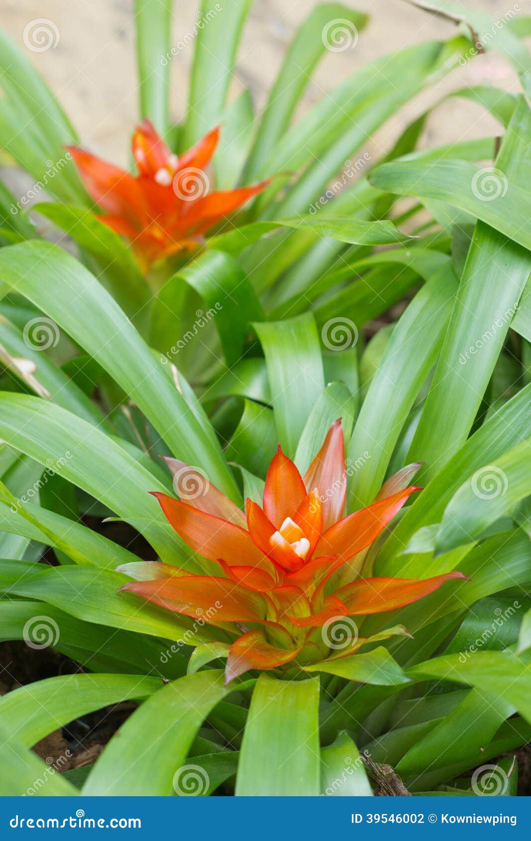 Neoregelia stock photo. Image of bromeliaceae, close - 39546002