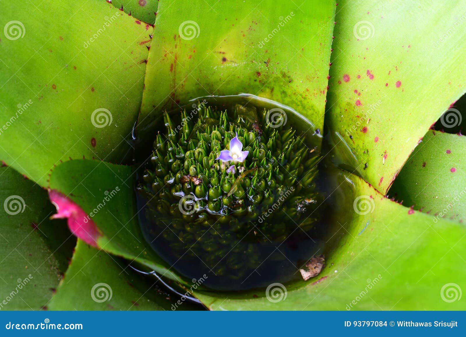 Neoregelia stock photo. Image of garden, flora, closeup - 93797084