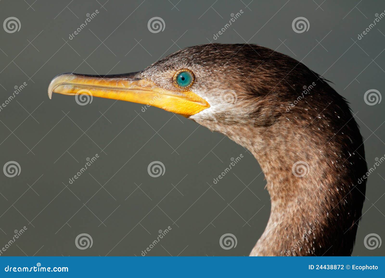 Neotropic cormorant stock photo. Image of head, natural - 24438872