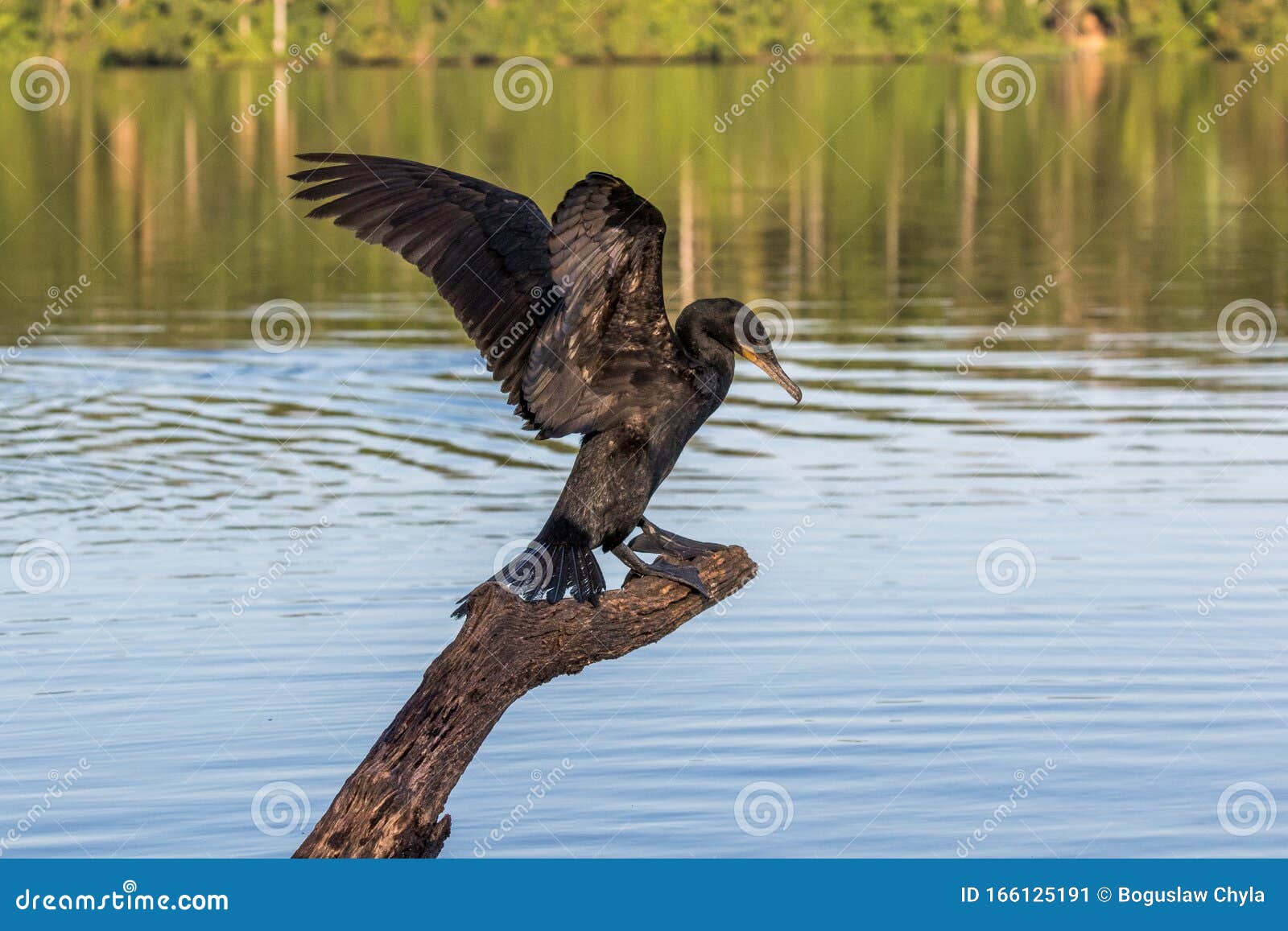 Neotropic Cormorant - Olivaceous Cormorant (Phalacrocorax Brasilianus ...