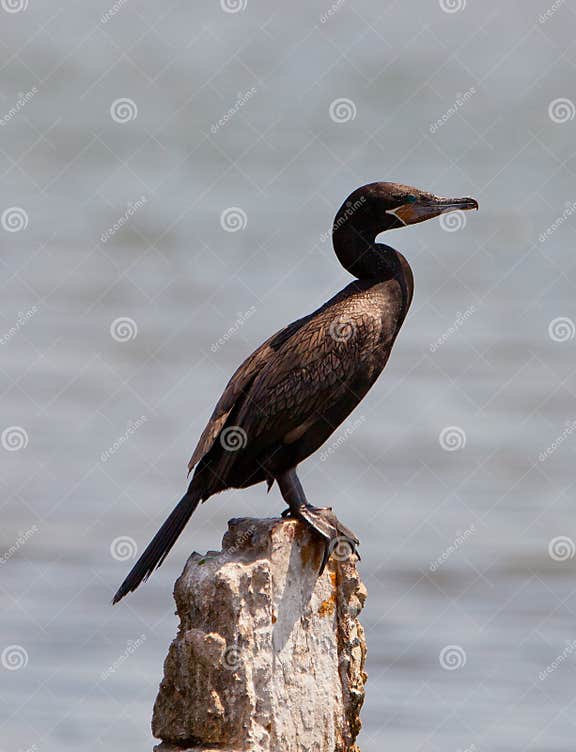 Neotropical Cormorant stock photo. Image of exotic, seabird - 25146184