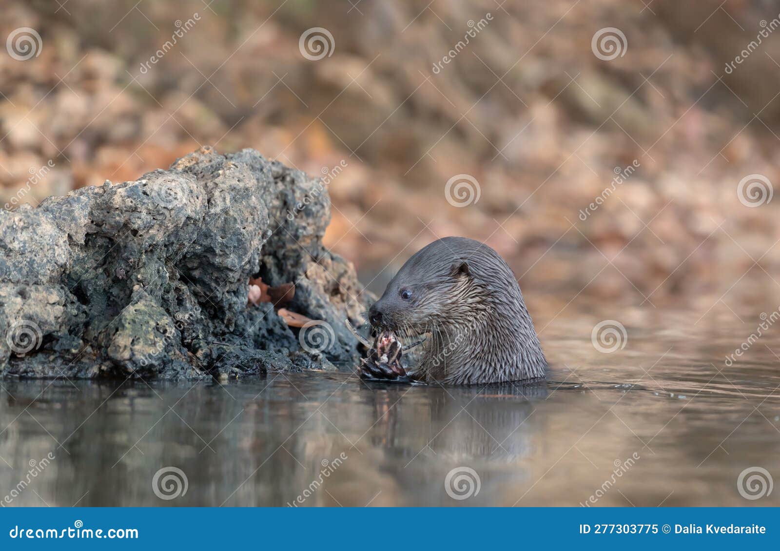 Neotropical Otter Eating a Fish in a River Stock Image - Image of ...