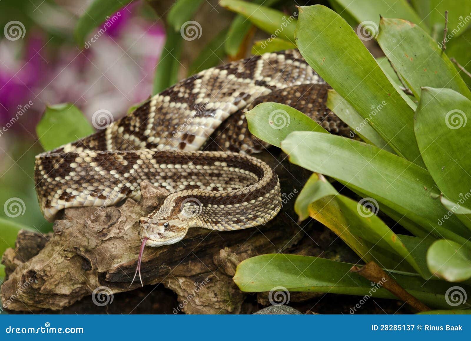 Neotropical Rattlesnake Crotalus Durissus Stock Photography ...